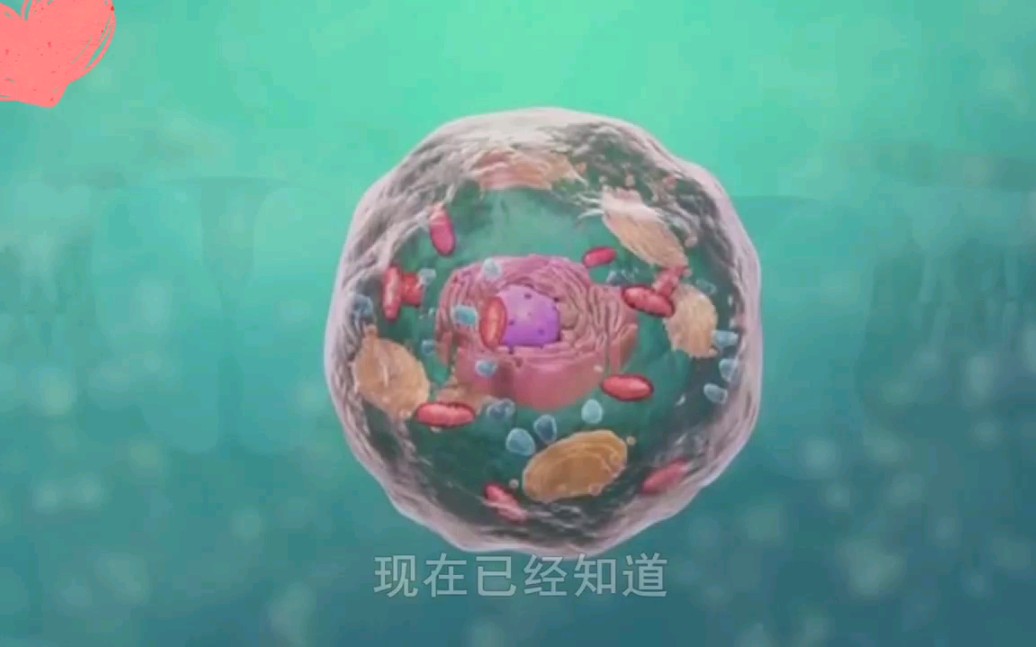 细胞的物质输入与输出