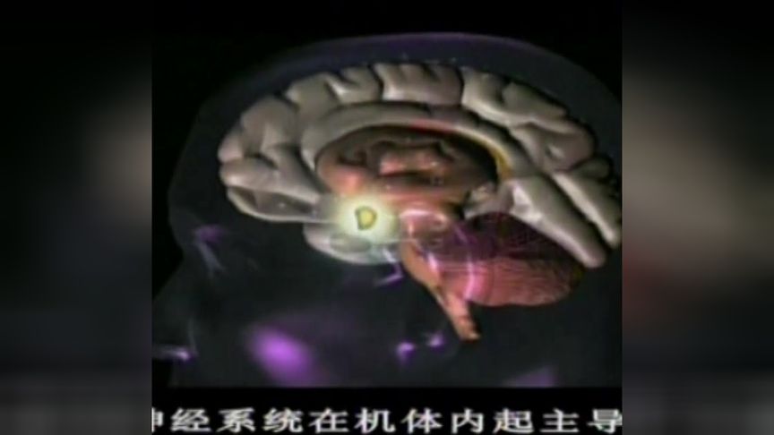 神经系统在机体内起主导作用,大脑的发展使人成为地球的主人