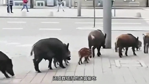 国外野猪肆虐,猎人巧妙设置铁笼捕捉惊险瞬间