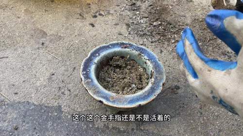 金手指耐阴耐晒养护简单省心,实操金手指配土上盆教程