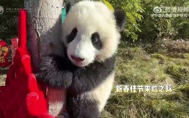 ...的一个“张”字,推测张卡生了,但不知道是引种还是配种生的,现在确定