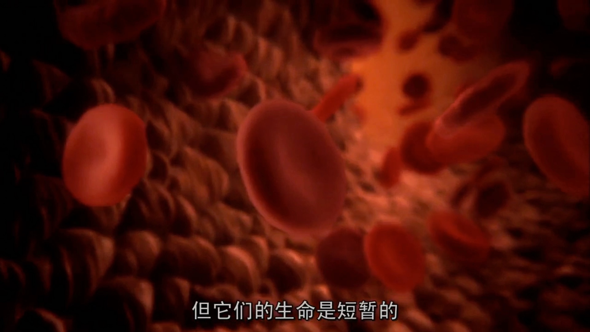 氧气是如何在人身体里面流动的