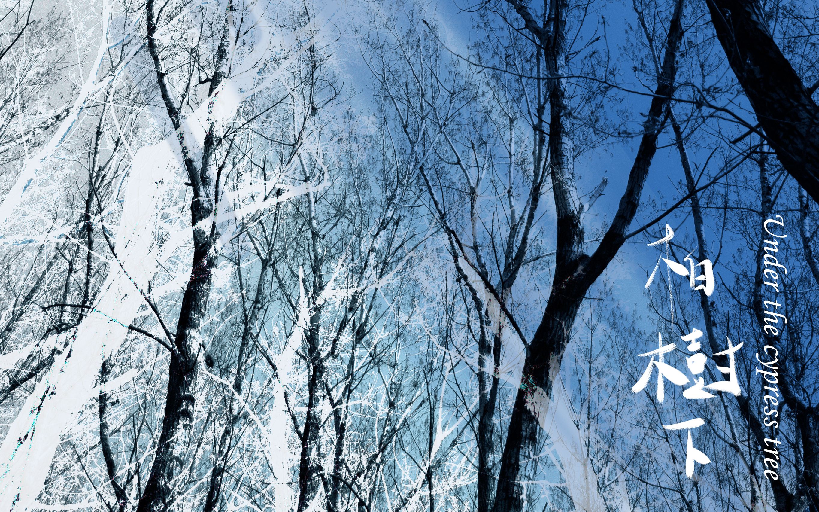 数字影像记录 —《柏树下》