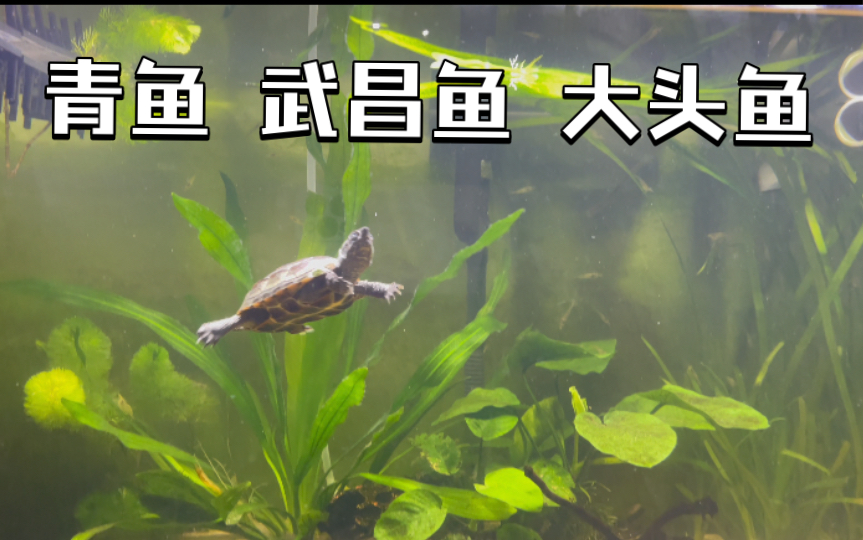 阳台大缸养乌龟 招手就来