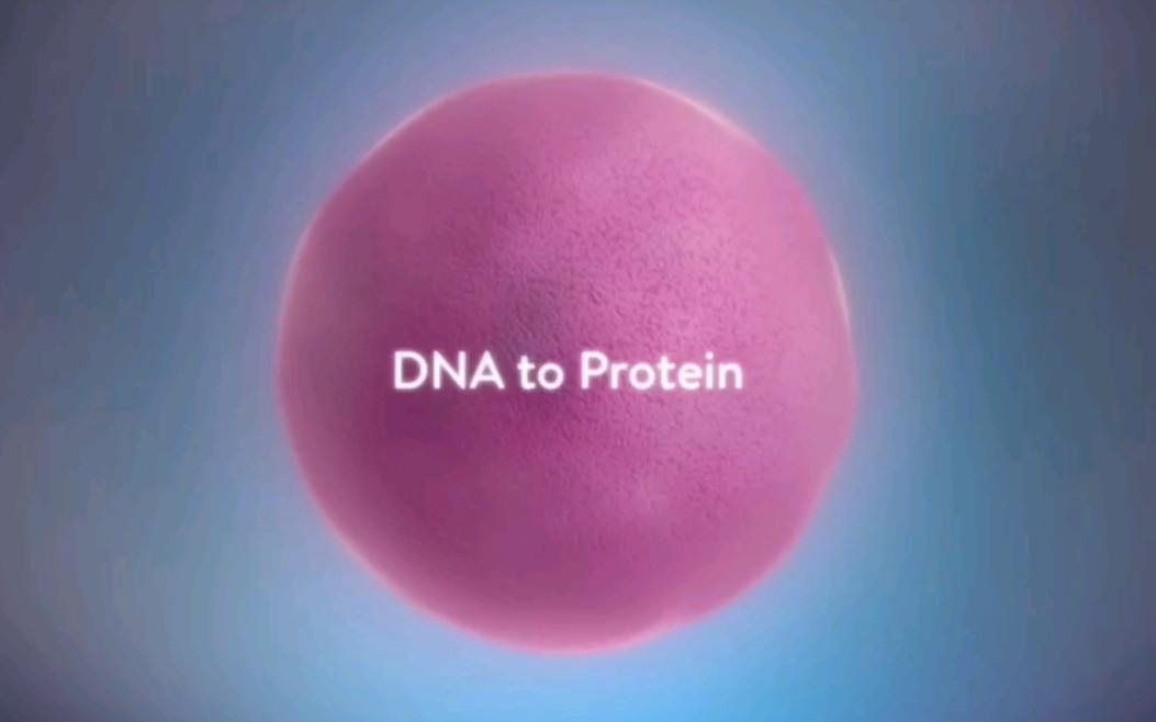 蛋白质是如何形成的?3D动画带你一探究竟