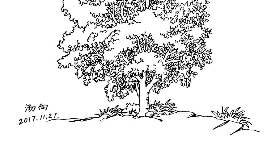 钢笔画入门教程!——751第六棵树