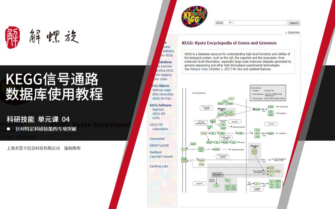 KEGG信号通路 Mapper使用教程