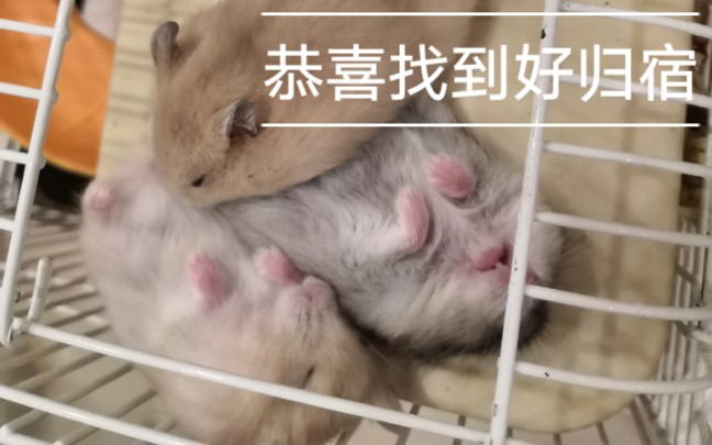 【仓鼠】仓鼠日记 送走后怎样了?答应我都好好的