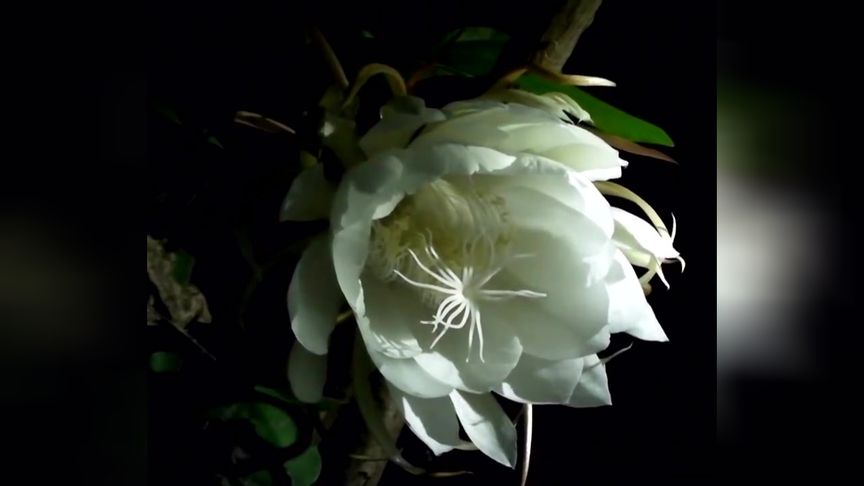 昙花一现,只为韦陀!一辈子都难见到的月下美人昙花开花过程