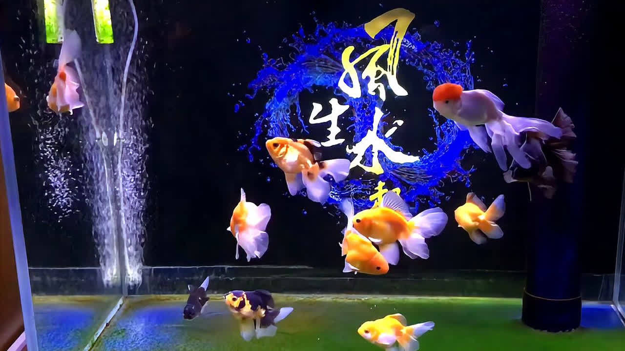 .清理绿藻?望鱼友告知,60公分水位的鱼缸长了