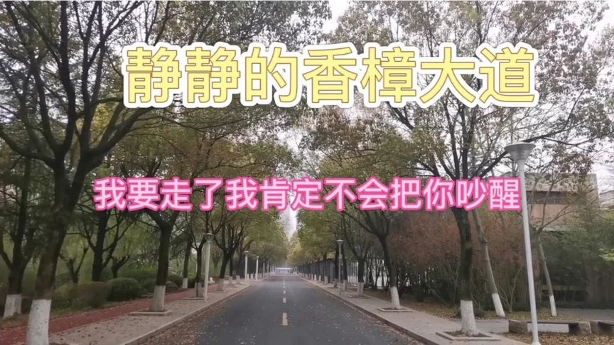 静静的香樟大道,现在叶子都飘落了!