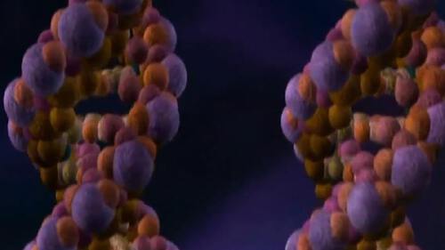 在细胞分裂前,DNA双链会自动分开,复制为两条新的双链DNA