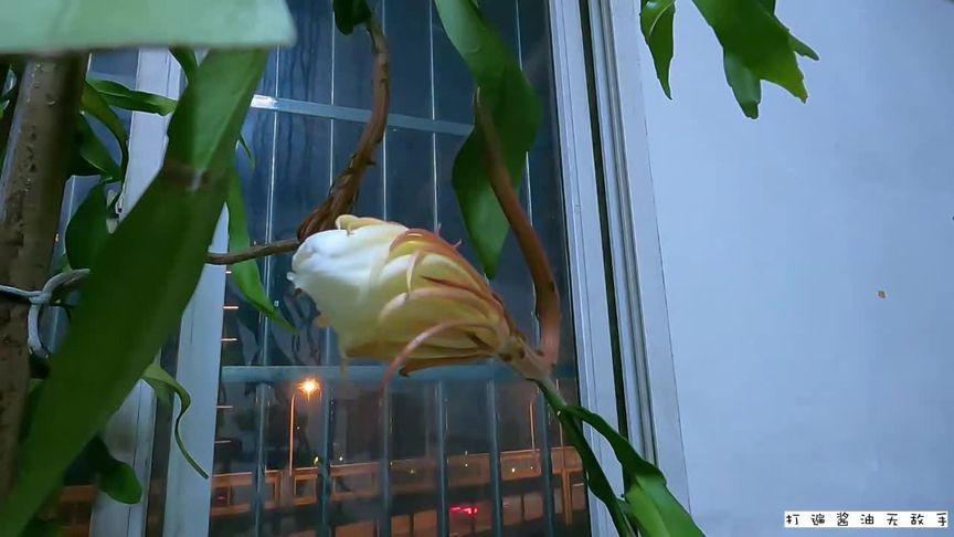 #昙花 #一花一草一世界 #月下美人