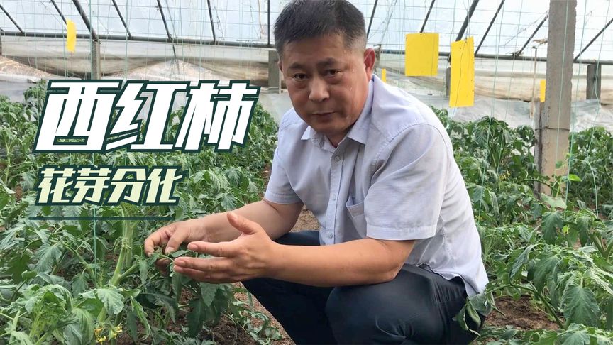 西红柿定植第35天,来看一下开花花芽分化生长情况如何?