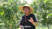 黄皮的种植方法,他的种子是它果实里的籽,神奇吗