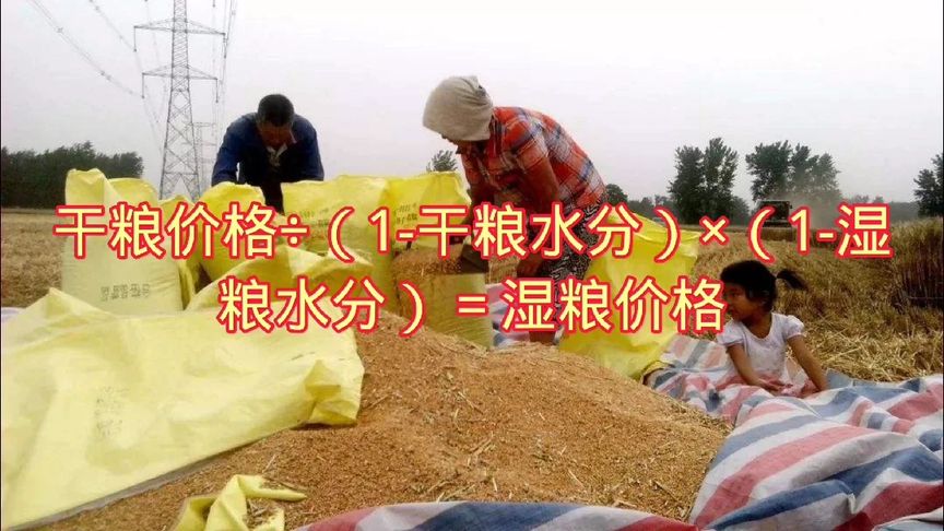 14%水分小麦1.5元一斤,卖湿麦30%水分多少钱?农民才不会吃亏