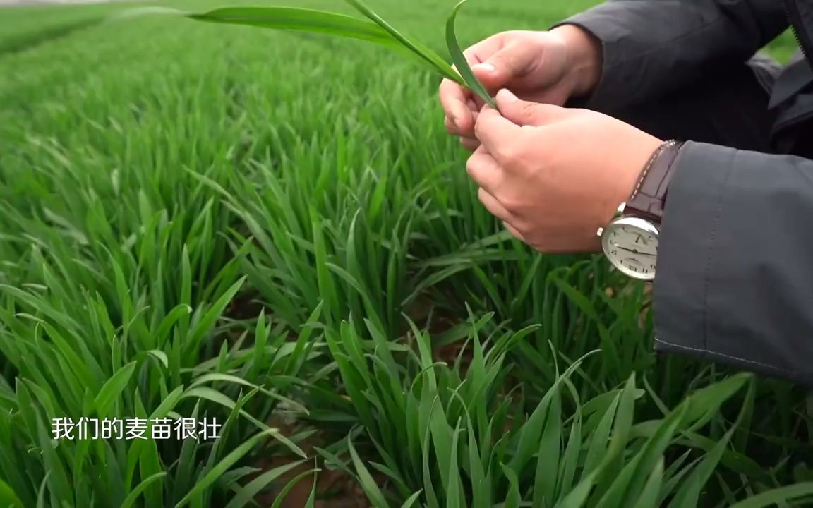 养鱼不换水,种菜不施肥的鱼菜共生大棚