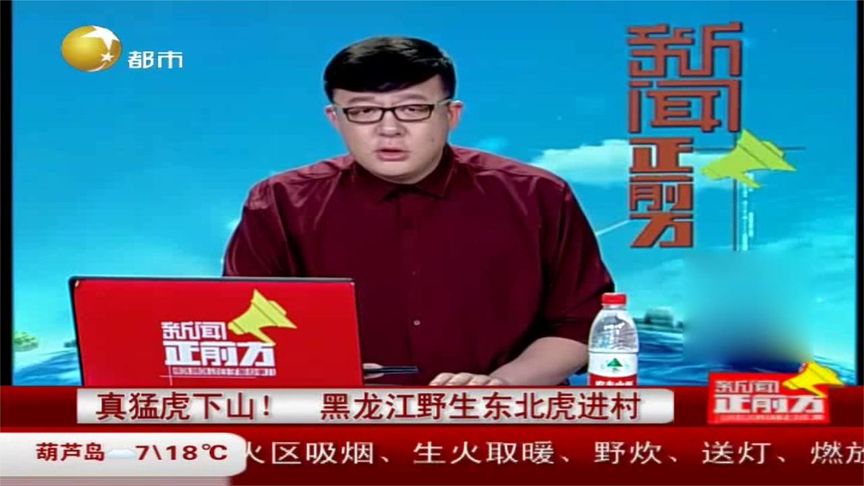 真猛虎下山!黑龙江野生东北虎进村