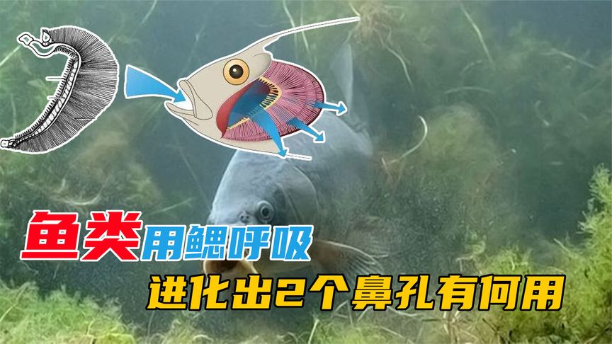 鱼类既然不靠鼻孔呼吸,而用鳃呼吸,那进化出2个鼻孔有何用?