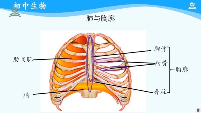海韵教育丨初中生物 人教版 7下 012.肺内的气体交换(一)