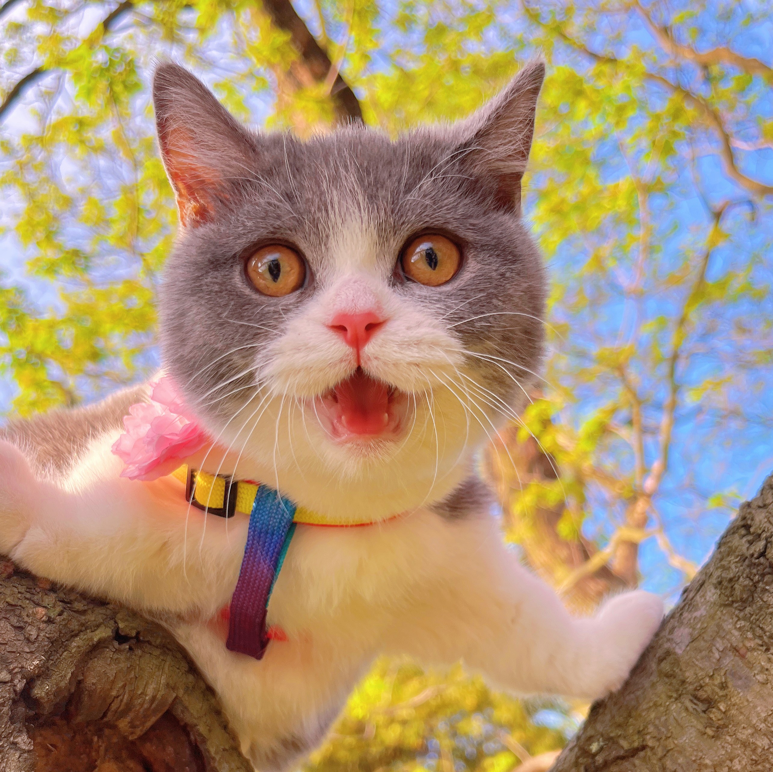 江湖是个铲屎官 