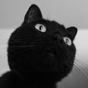 黑猫紧张辽