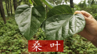 农村的桑叶火了,叶子煮水洗脸好处多,你还不知道吧?