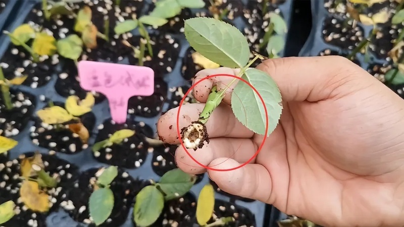 秋天到了,现在正是扦插月季的好时节,10天就长出了愈伤组织