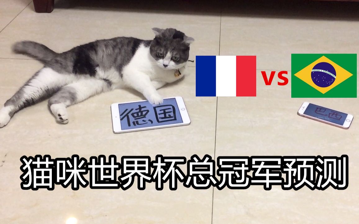 法国VS巴西!到底两只猫咪觉得2018年世界杯总冠军是哪支球队?