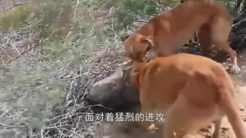 两只土狗围攻野狼,咬住其脖颈进行撕咬,野狼竟被活活咬死!