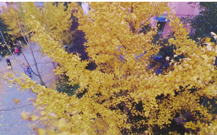 【航拍】乐山一中航拍宣传片-《银杏秋黄》