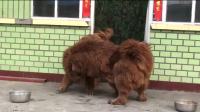 藏獒打架,纯种藏獒大战,血腥激烈