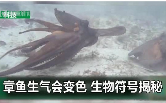 章鱼生气了会变色 生物符号来揭秘