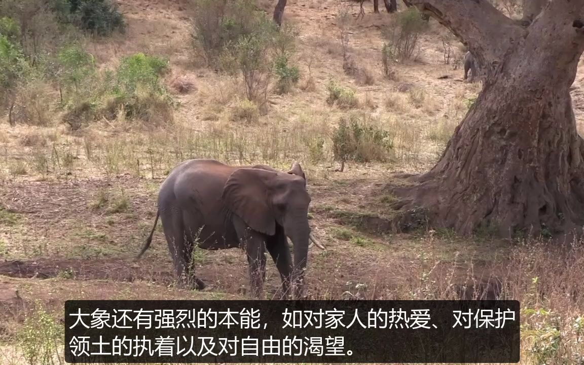 奇妙动物世界之大象