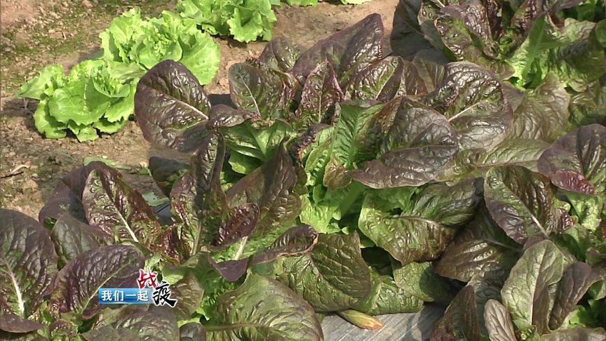 河南省试行食用农产品合格证制 3月底开始五类农产品将持证上市