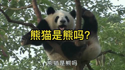 科普知识熊猫到底是不是熊?