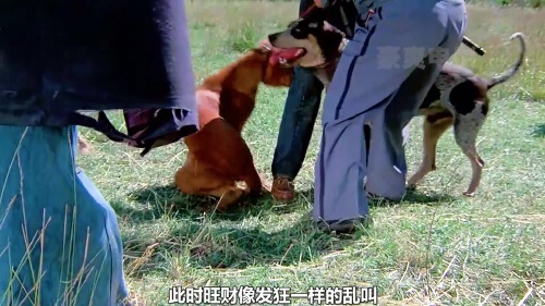 《稻草人》为了躲避追杀,竟将自己伪装成了稻草人!