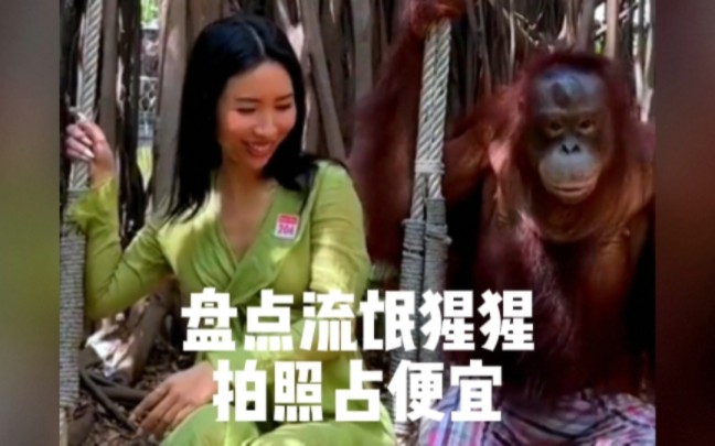盘点流氓大猩猩和美女拍照,趁机占便宜#泰国网红猩猩 #专治不开心 #...