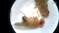 体视镜下被乙醚麻醉的果蝇