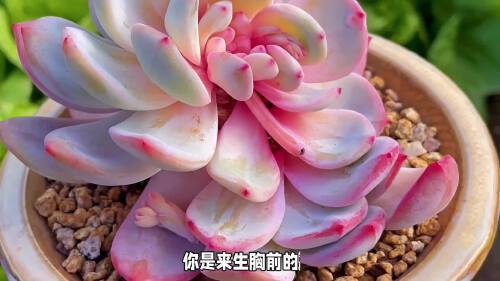 你我注定没有缘分,你走吧!