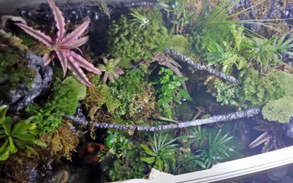 鱼缸改雨林缸,不一样的自然美景