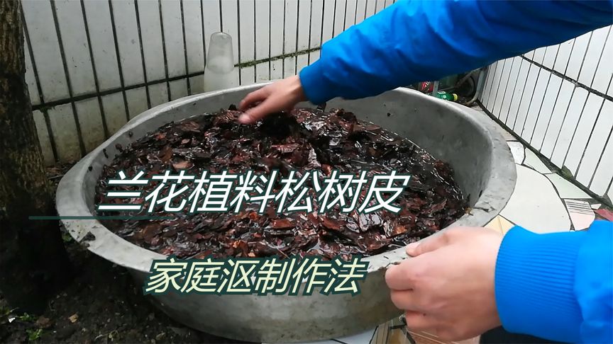 采集的松树皮如何沤制成兰花植料？做好这三步，发酵充分效果好！