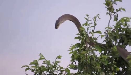 蛇獴看见黑曼巴眼镜蛇,哇,那么大的辣条!