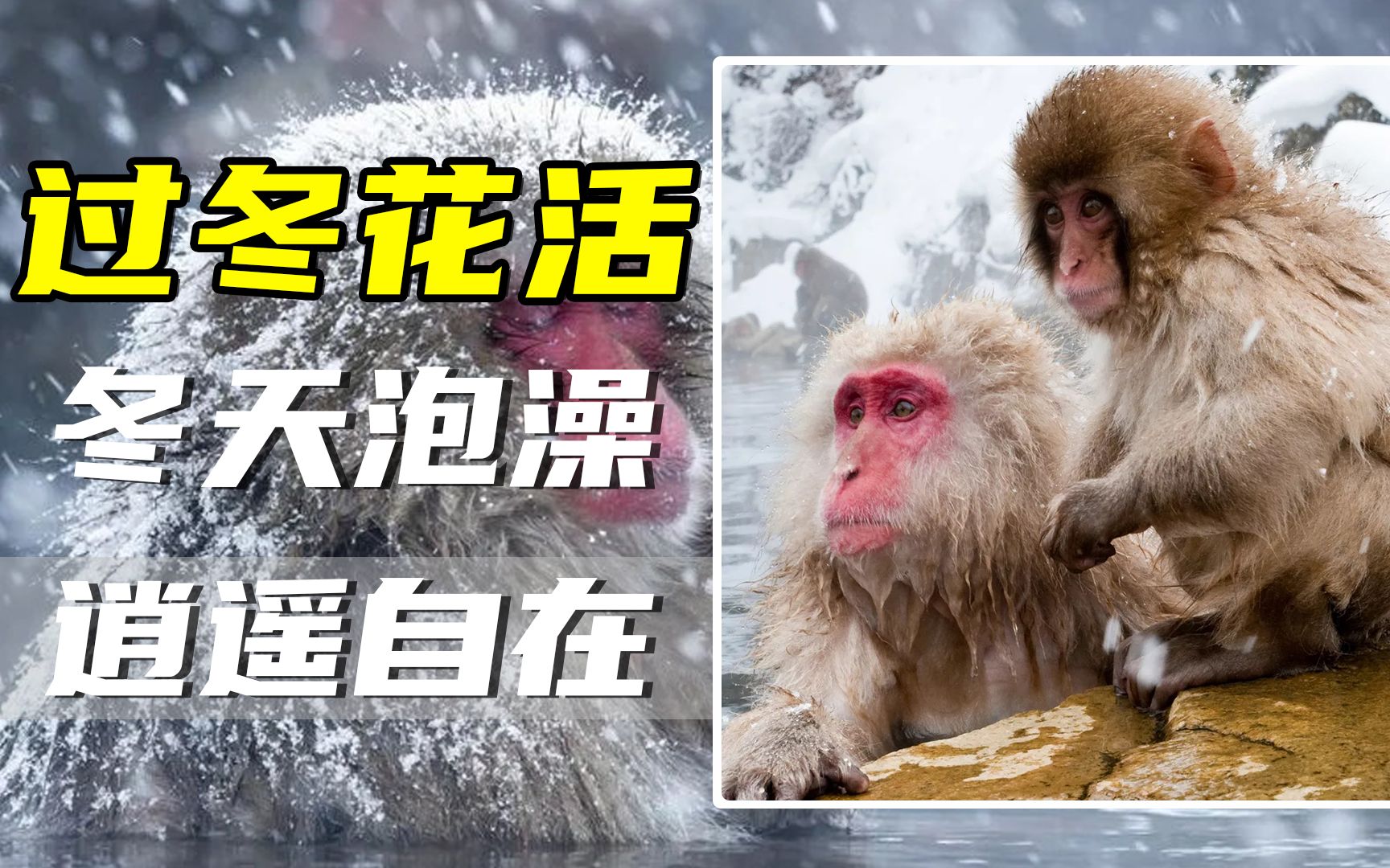 盘点三种动物的过冬花活,第三一年飞40000公里,第一看了直摇头