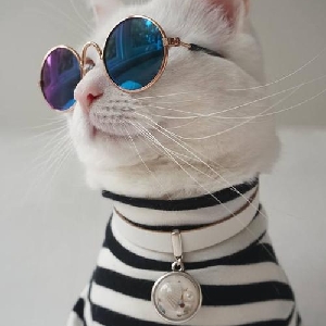 带墨镜的酷猫 