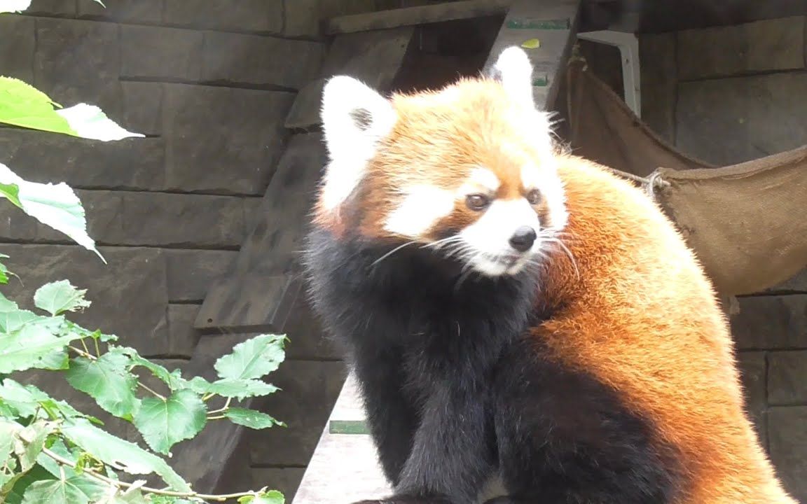 滨松市动物园 找苹果吃的小熊猫