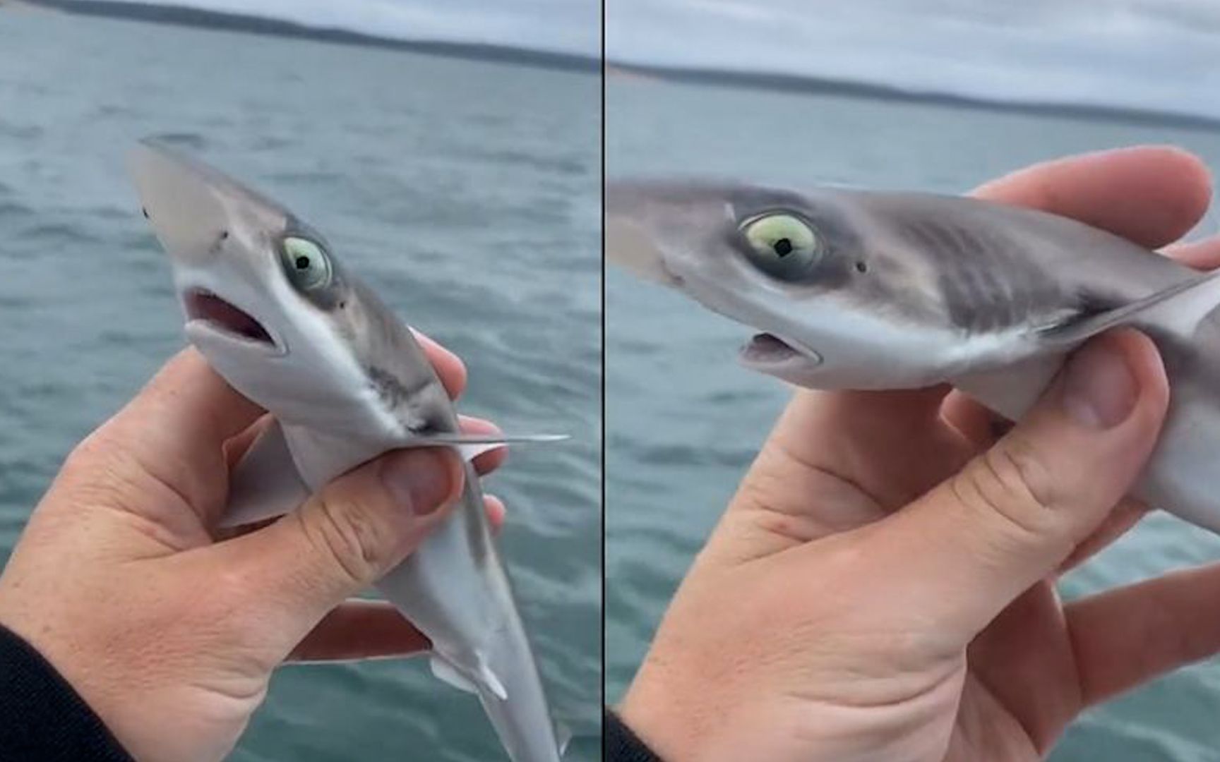像动画片!澳洲网友海钓钓到一只鲨鱼宝宝,奶凶奶凶的超级可爱