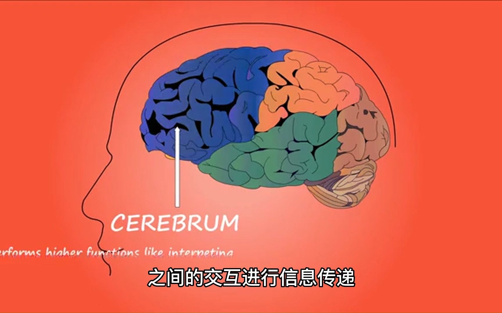 身体中的神经元:探索大脑的神秘世界