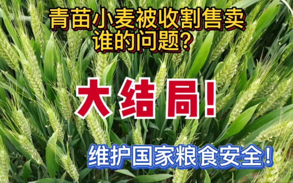 青苗小麦被收割售卖,谁的问题?国家出手,坚决维护粮食安全!