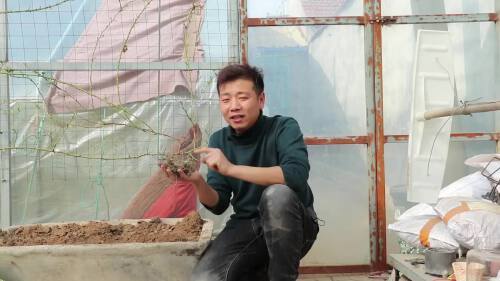 白芨根茎像"洋姜"开花以后像兰花分生能力强适合春季种